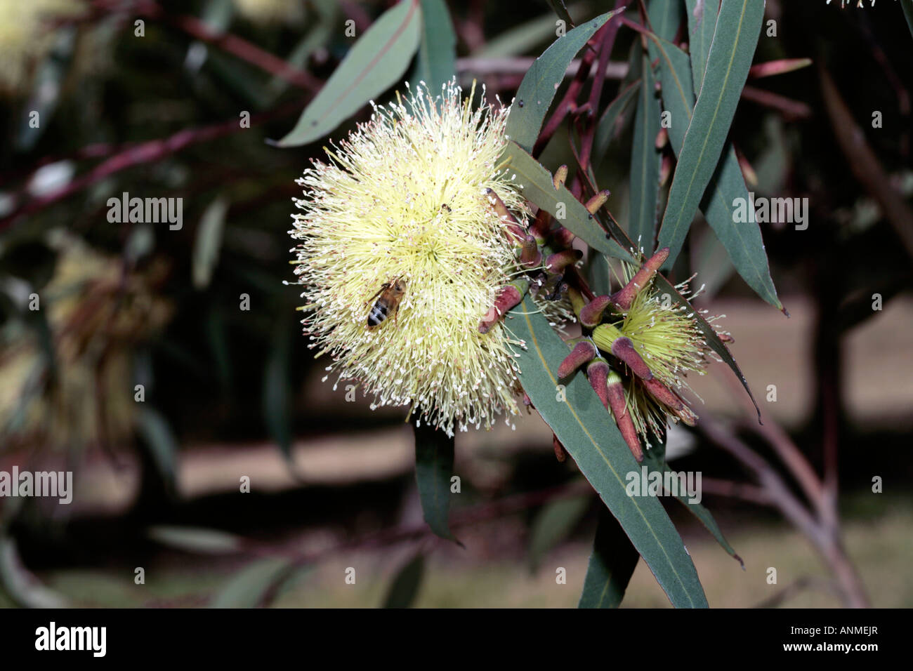 Long-Flowered Marlock and Honey Bee- Eucalyptus macranda- Family ...