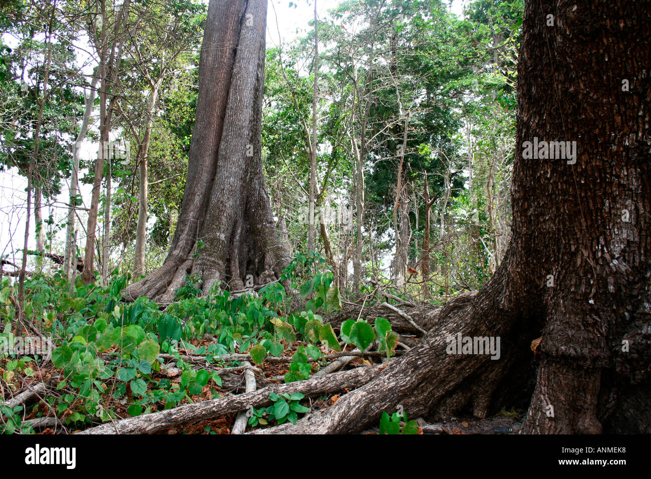 Andaman wilderness hi-res stock photography and images - Alamy