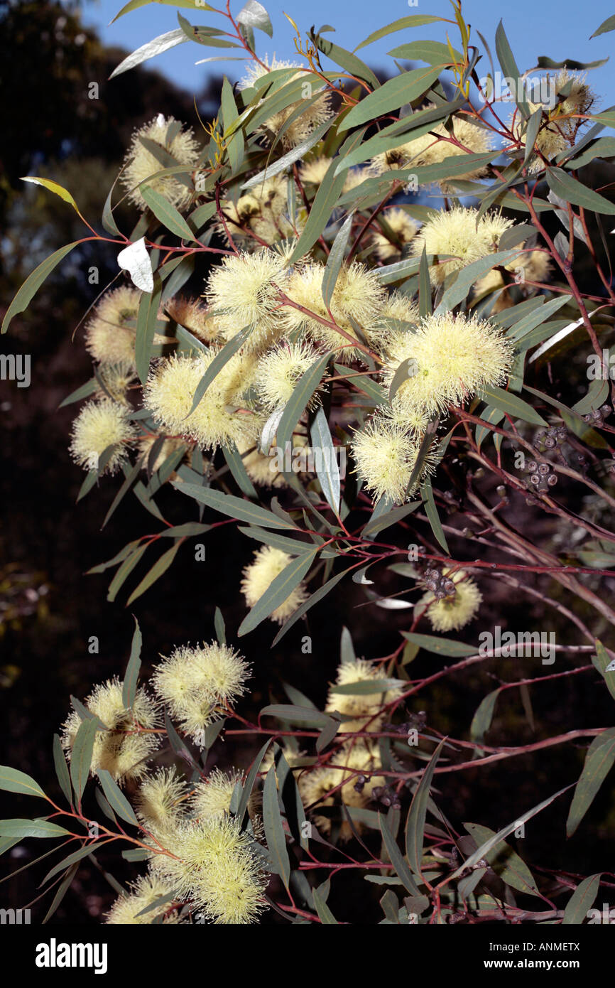 Long-Flowered Marlock- Eucalyptus macranda- Family Fabaceae Stock Photo ...