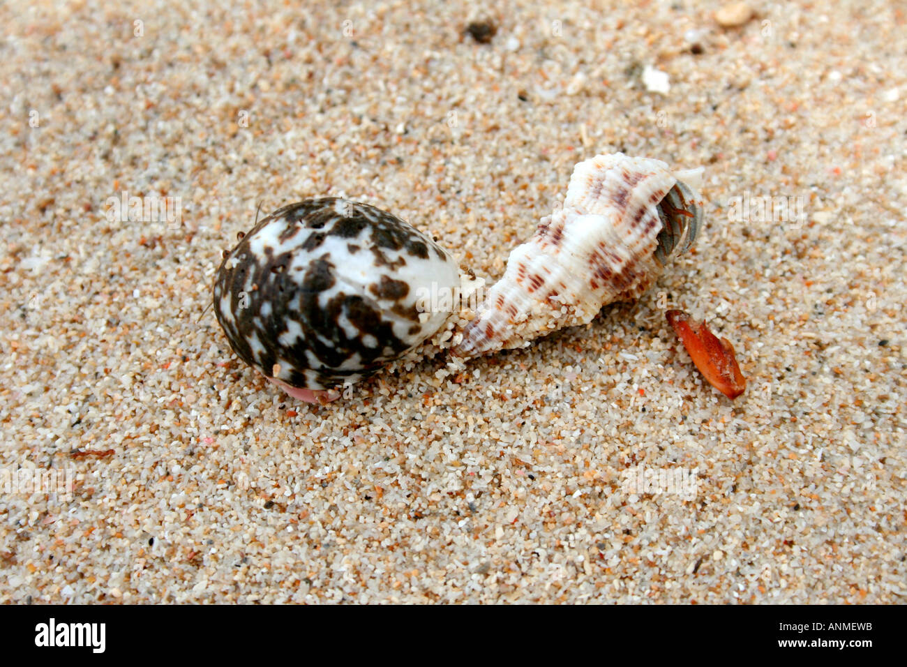 Shells lying on white beach sand with the insect peeping out of one at ...