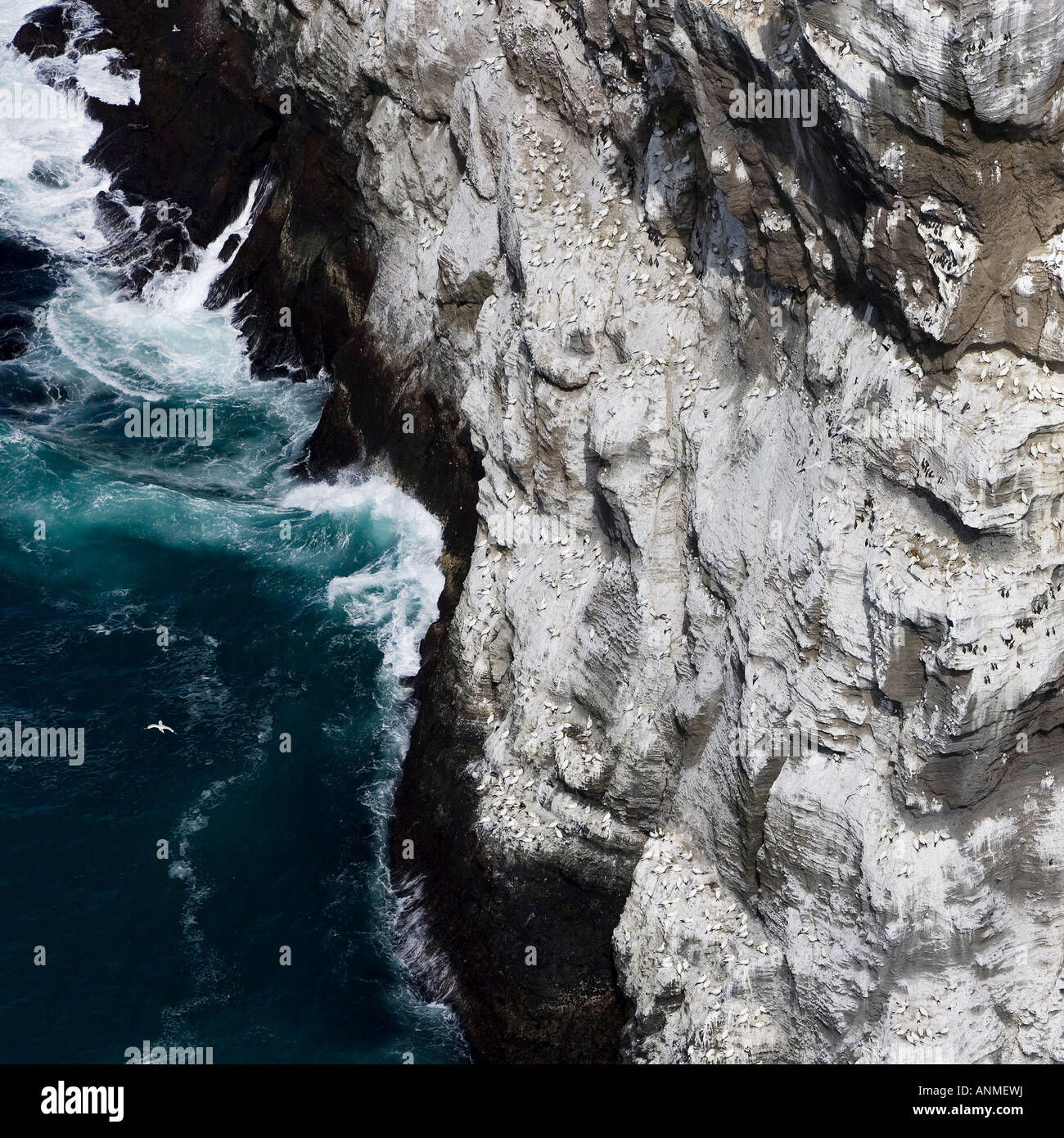 Aerial photographs of birds in the cliffs of island Eldey Stock Photo ...