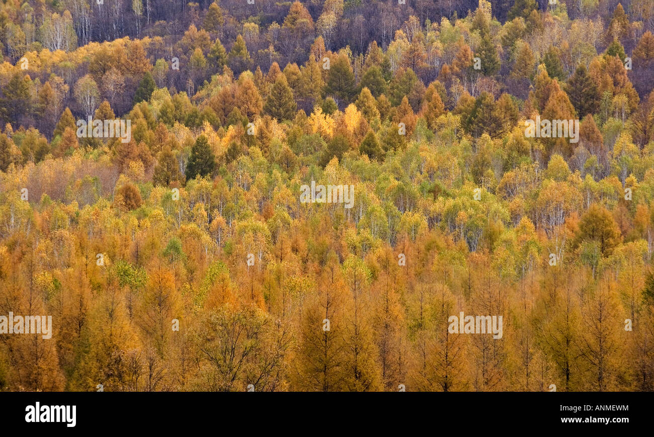 Autumn in Inner Mongolian Autonomous Region in northeast China Stock ...