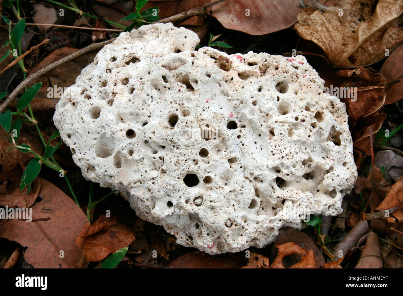 Close up of a white porous stone lying in dry brown leaves at Jolly ...