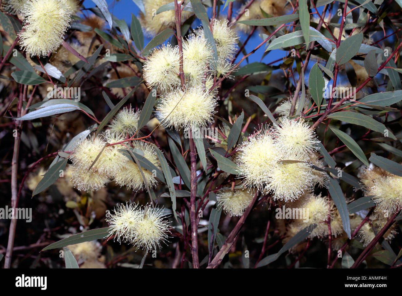 Long-Flowered Marlock- Eucalyptus macranda- Family Fabaceae Stock Photo ...