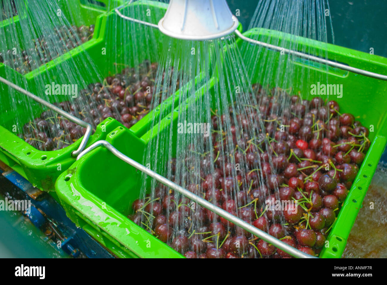 Ripe graded cherries being washed before packing Stock Photo - Alamy