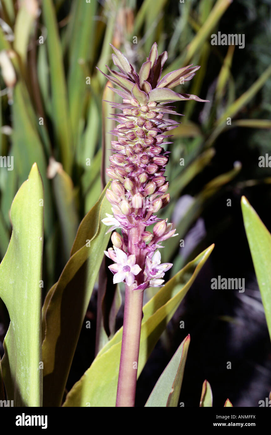 Pineapple Lily-Eucomis umbidata- Family Liliaceae/Hyancinthaceae Stock ...