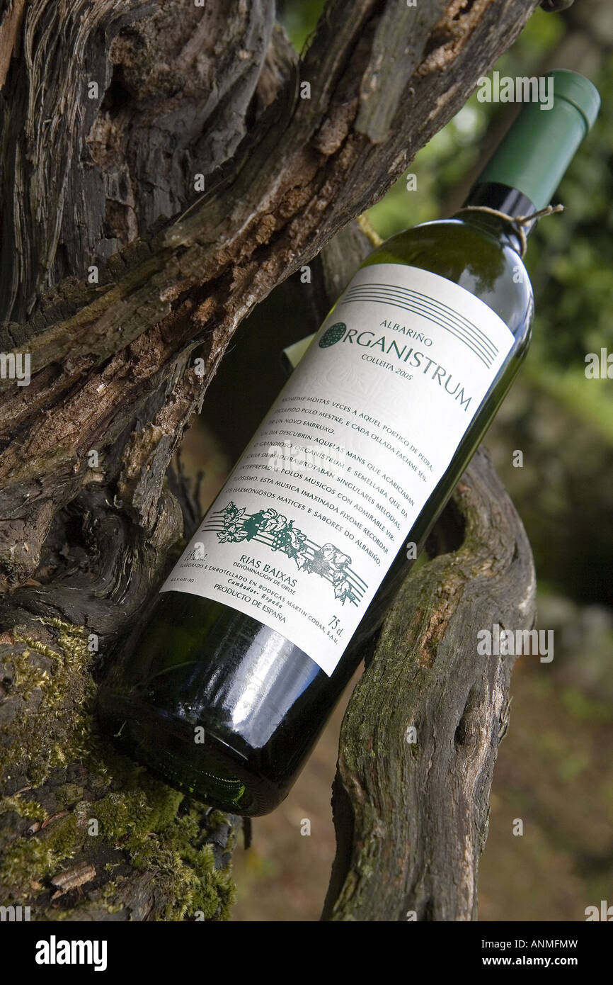 Botte of wine in a tree Stock Photo - Alamy