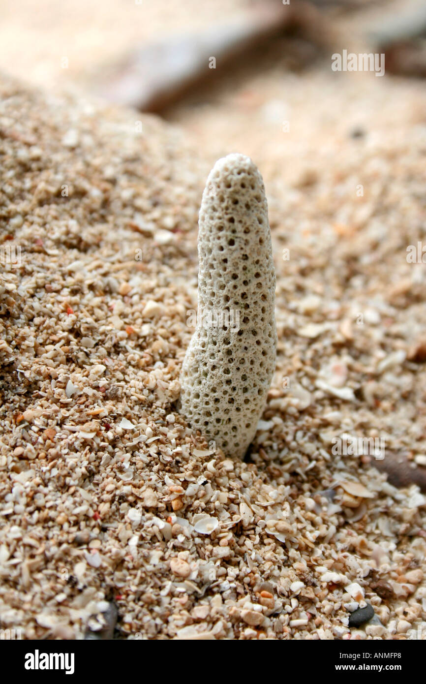 Close up of a long white porous shell in the soil at Jolly buoy beach ...