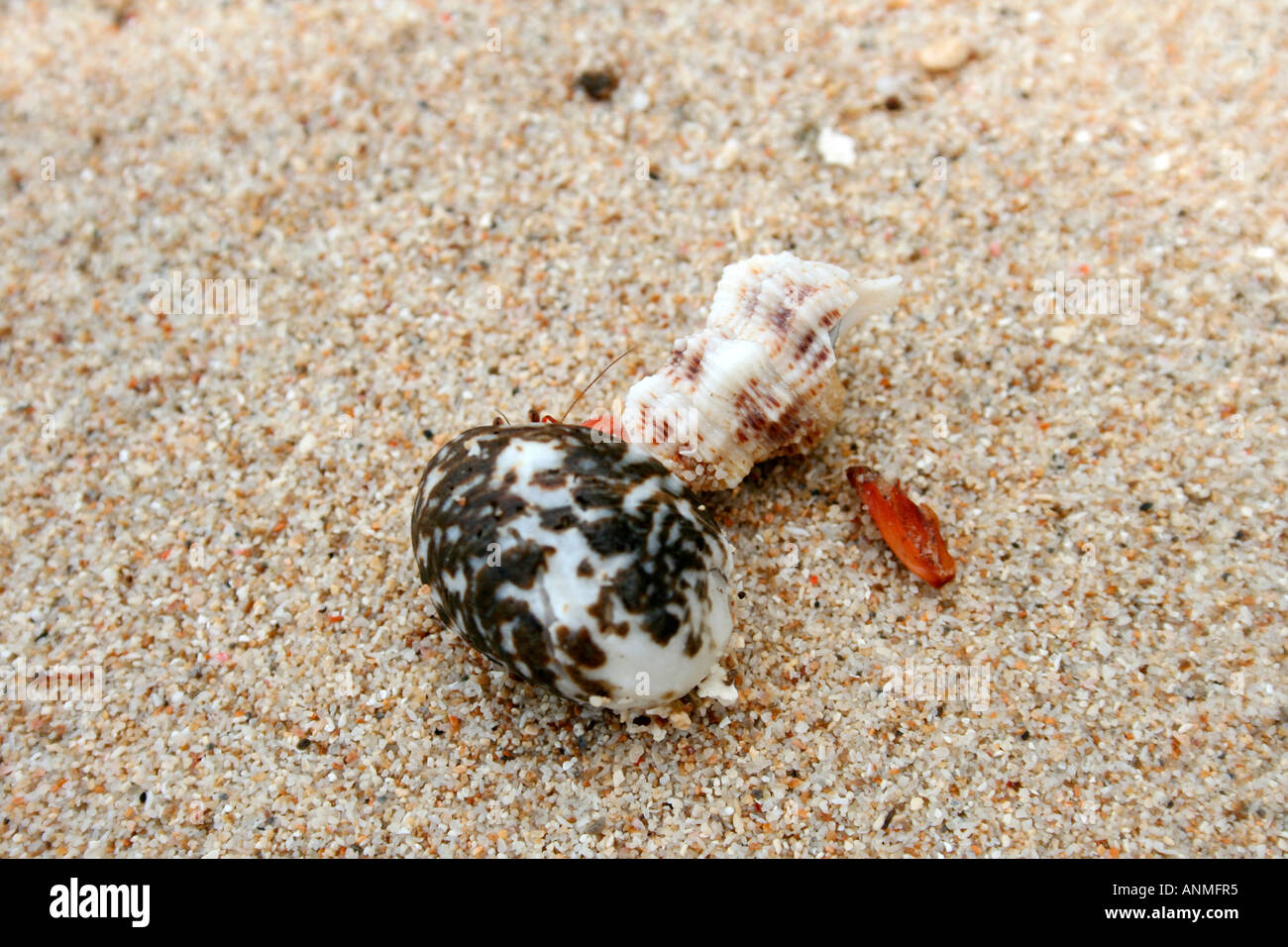 Close up of shells lying on white beach sand with the insect peeping ...