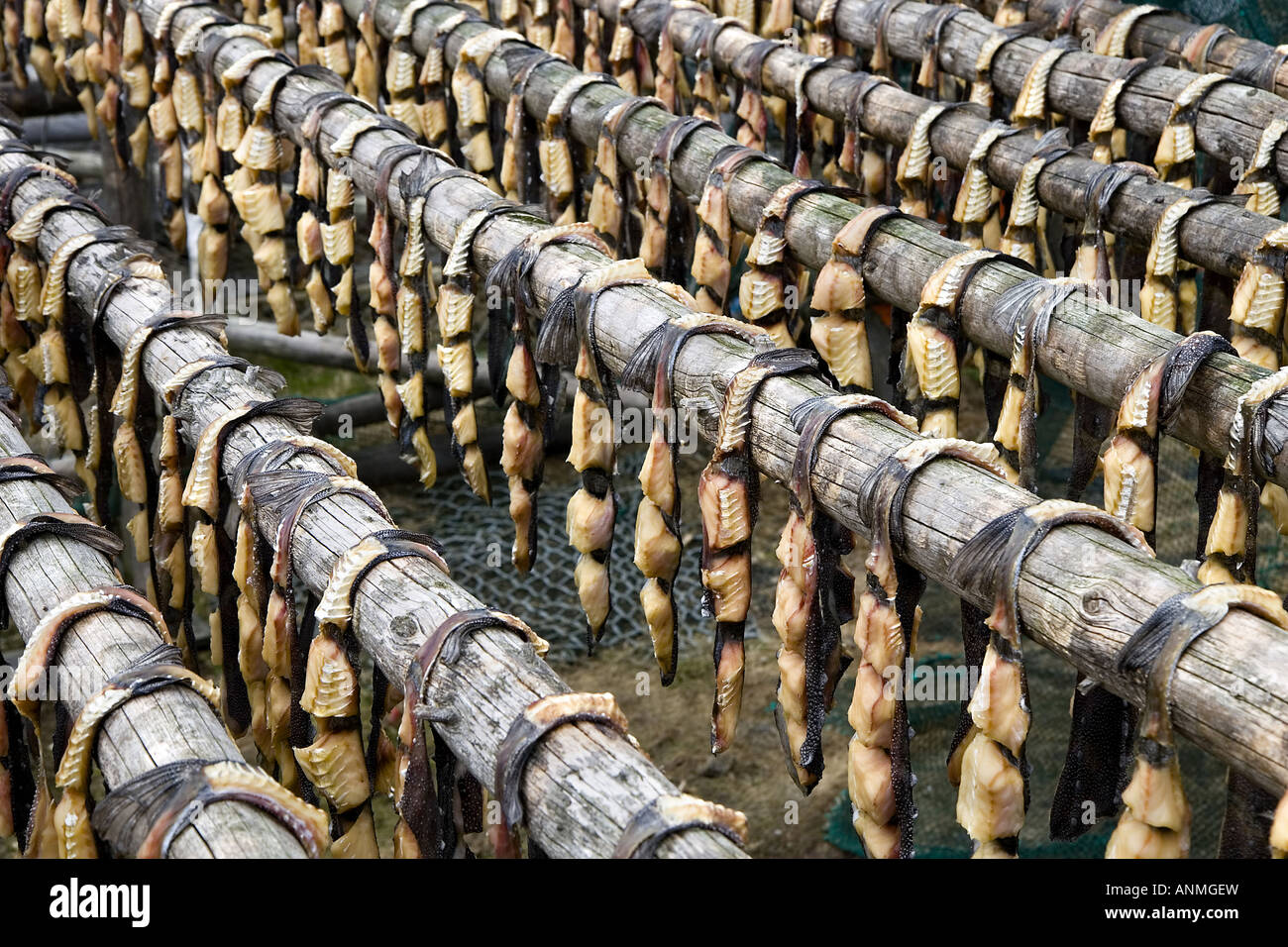 Salted cod spread out to dry Drangsnes Iceland Stock Photo - Alamy