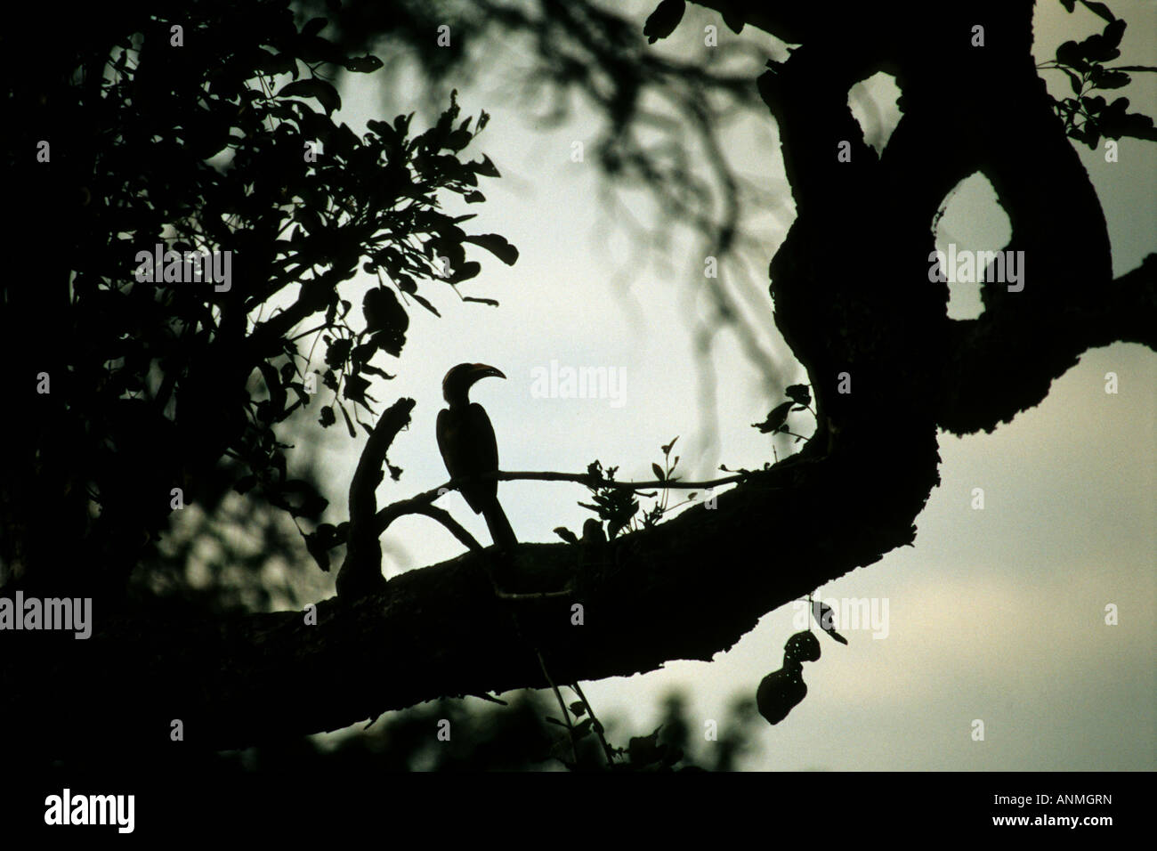 a-beautiful-bird-sits-on-a-tree-during-the-late-afternoon-hours-stock