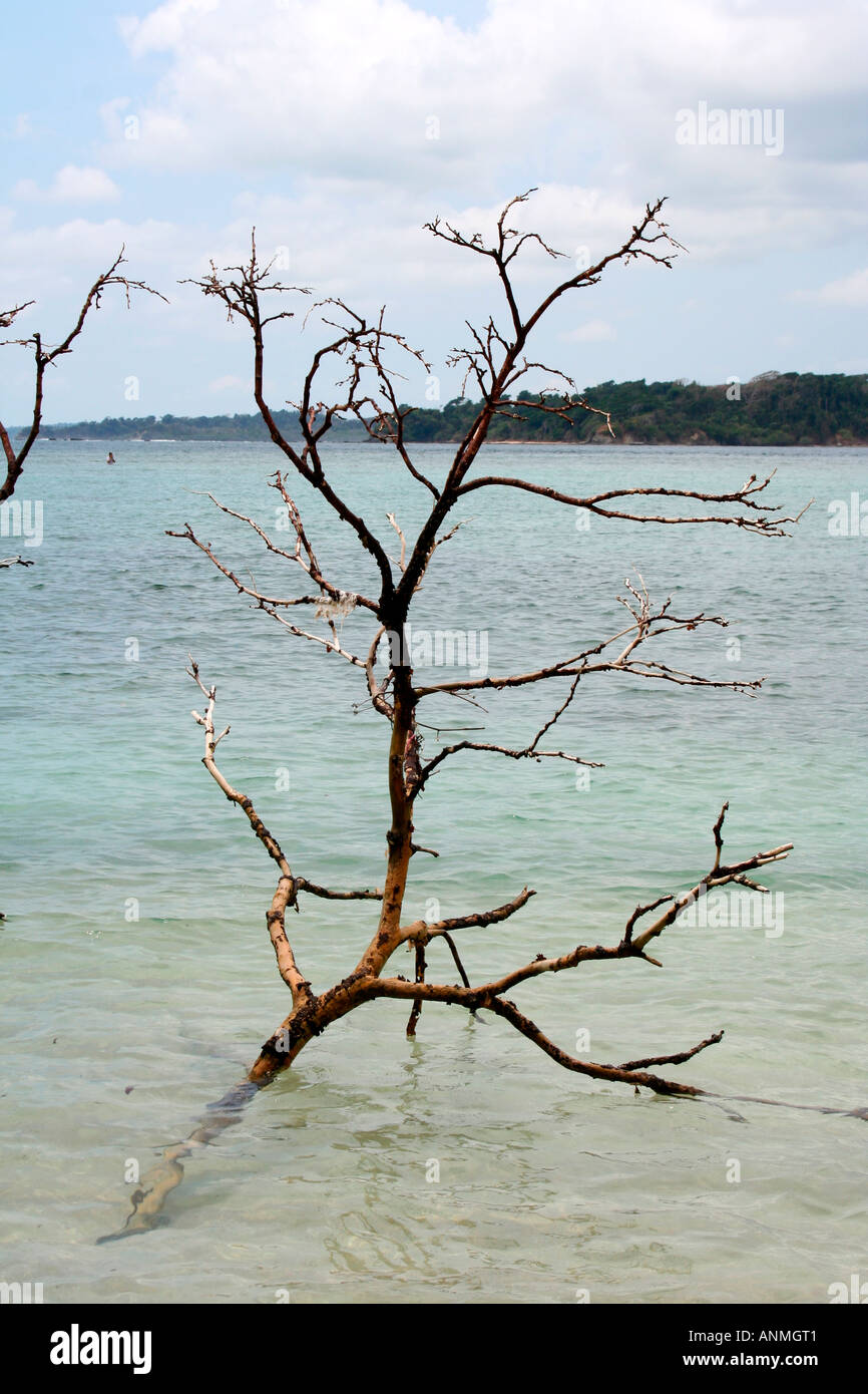 Leafless trees standing stranded in the shallow sea waters after ...