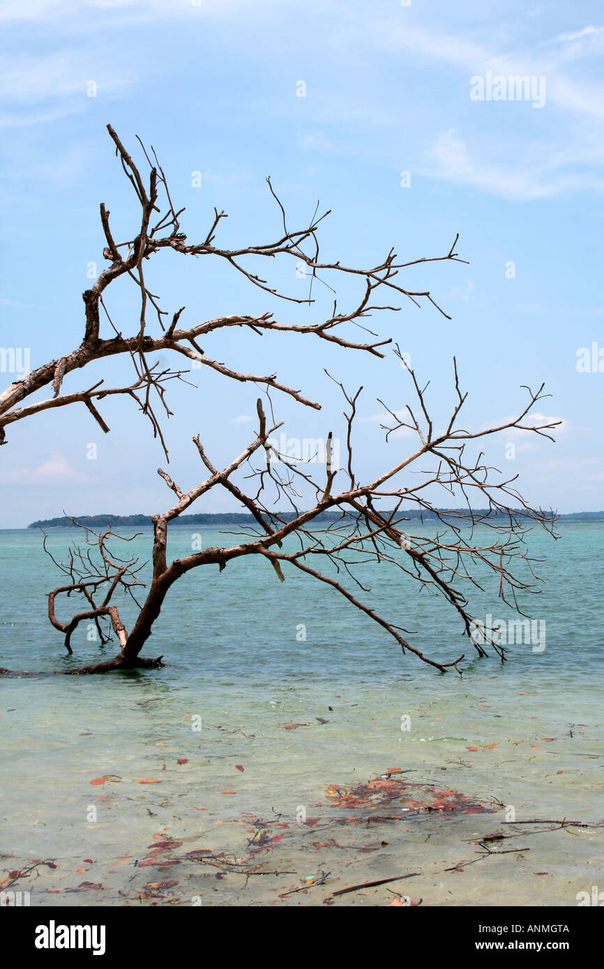 Leafless trees surrounded by shallow sea waters after Tsunami at of ...
