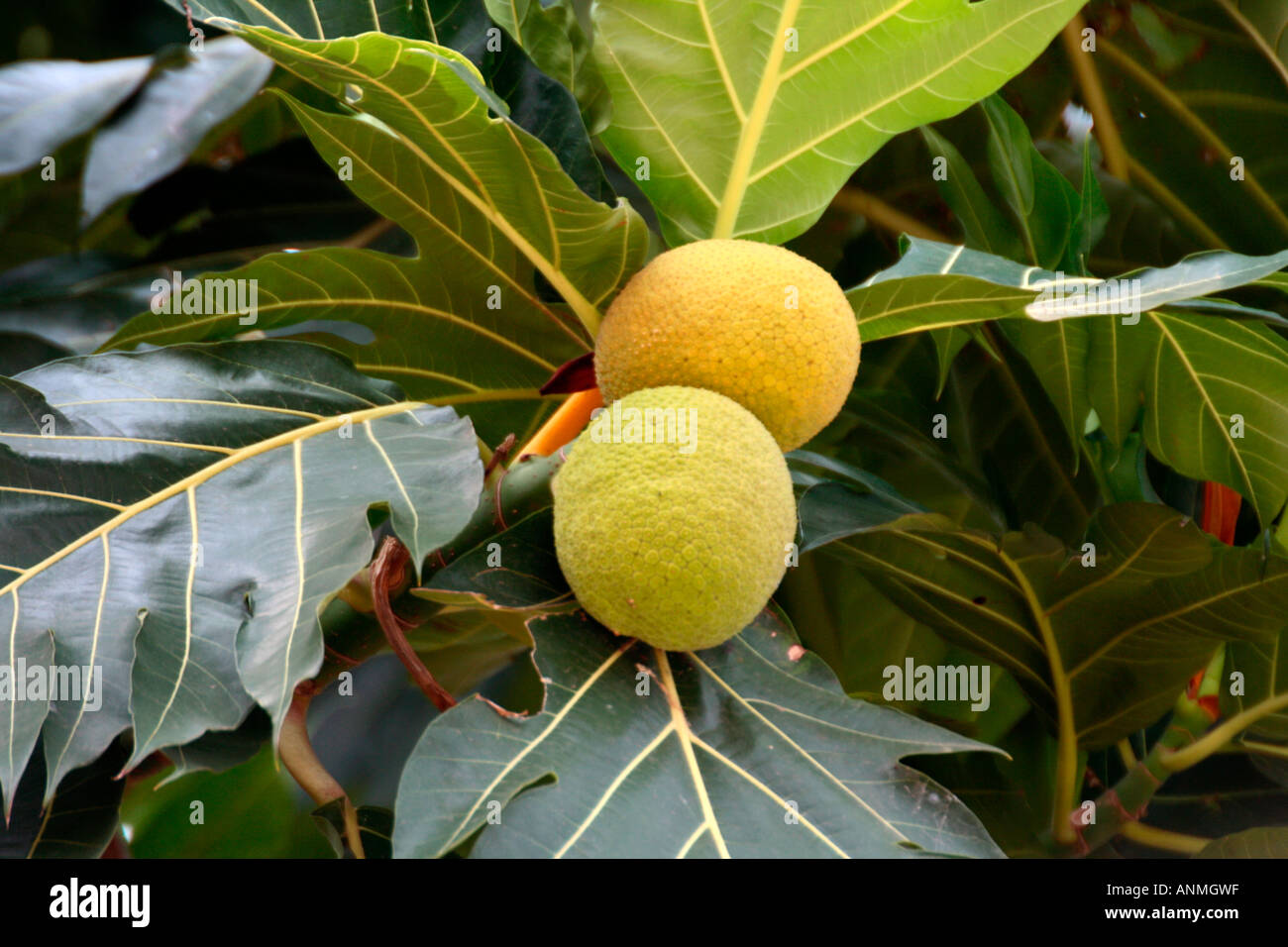 Two spherical fruits hi-res stock photography and images - Alamy