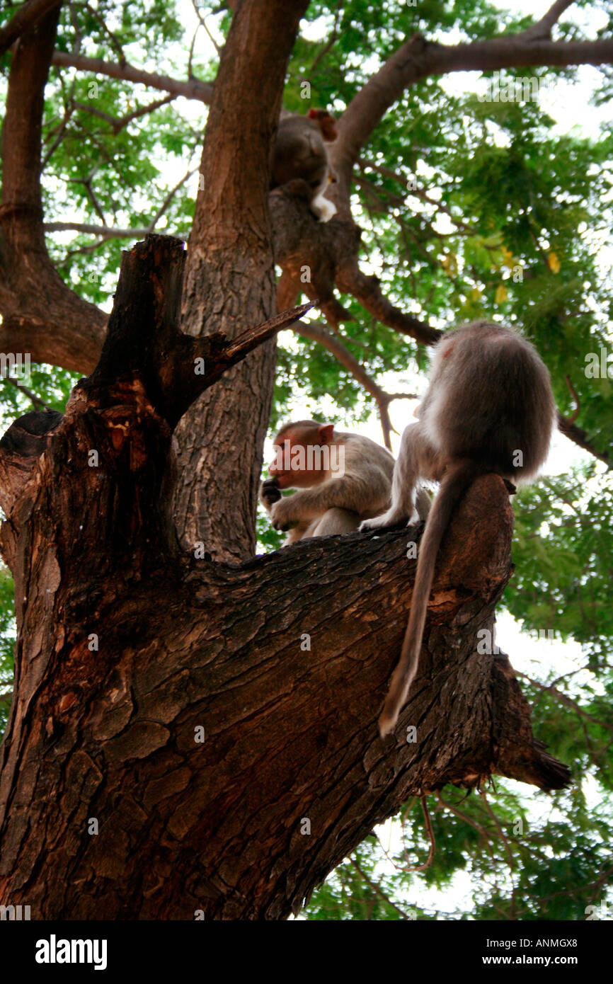 Three monkeys sitting in different poses on the branches of a tree ...