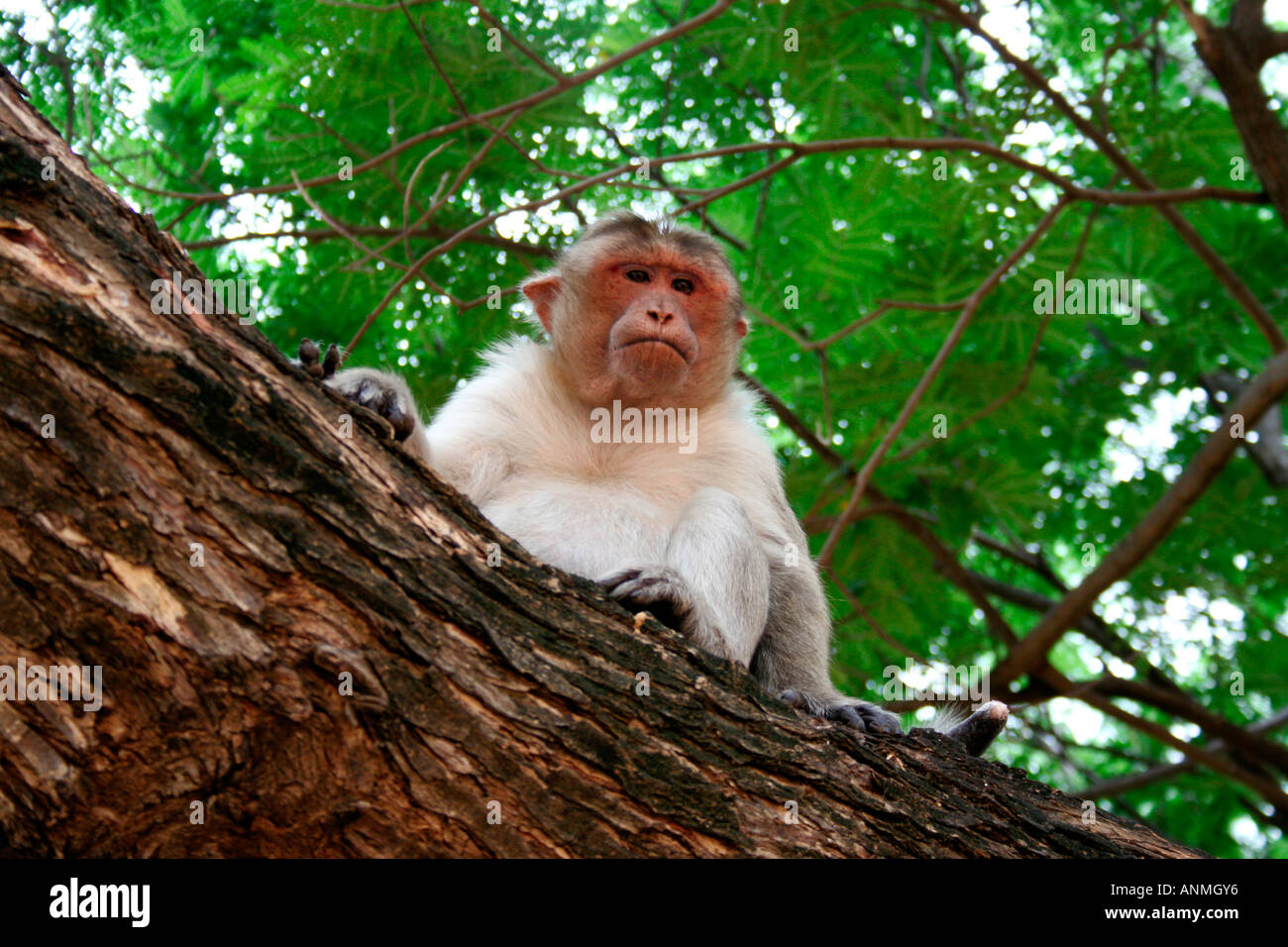 Monkey pot tree hi-res stock photography and images - Alamy