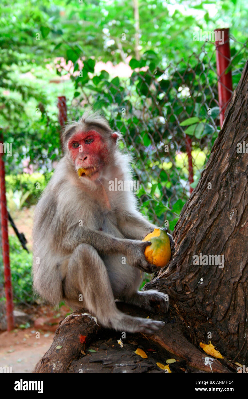 How to top work a mango tree hi-res stock photography and images - Alamy