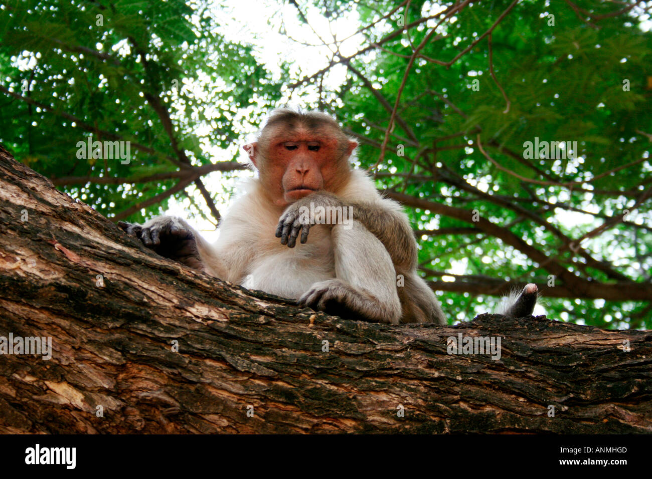A monkey dozing off sitting on the branch of a tree that forms a green ...