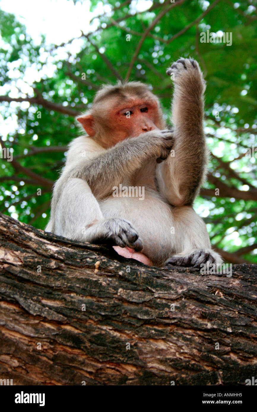 Primal monkey hi-res stock photography and images - Alamy