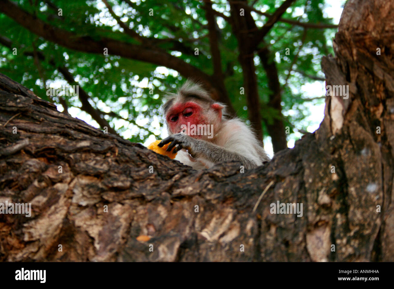 How to top work a mango tree hi-res stock photography and images - Alamy