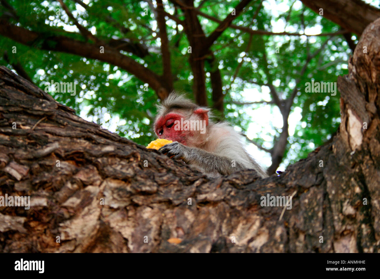 How to top work a mango tree hi-res stock photography and images - Alamy