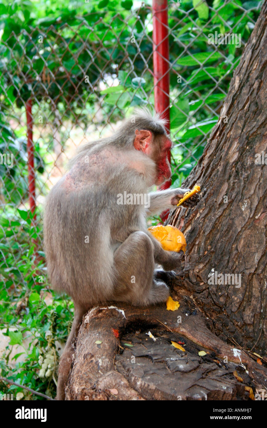 How to top work a mango tree hi-res stock photography and images - Alamy