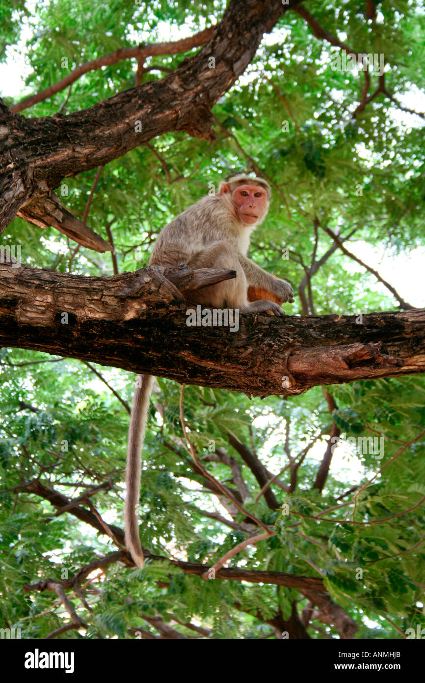 Monkey holding meal hi-res stock photography and images - Alamy