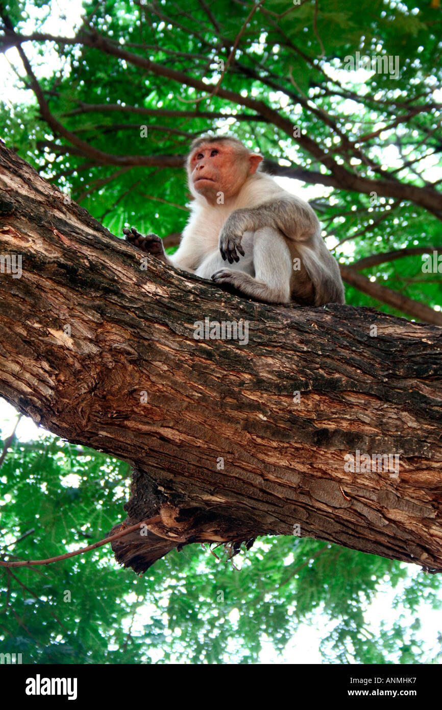 A monkey sitting on the branch of a tree that forms a green canopy ...