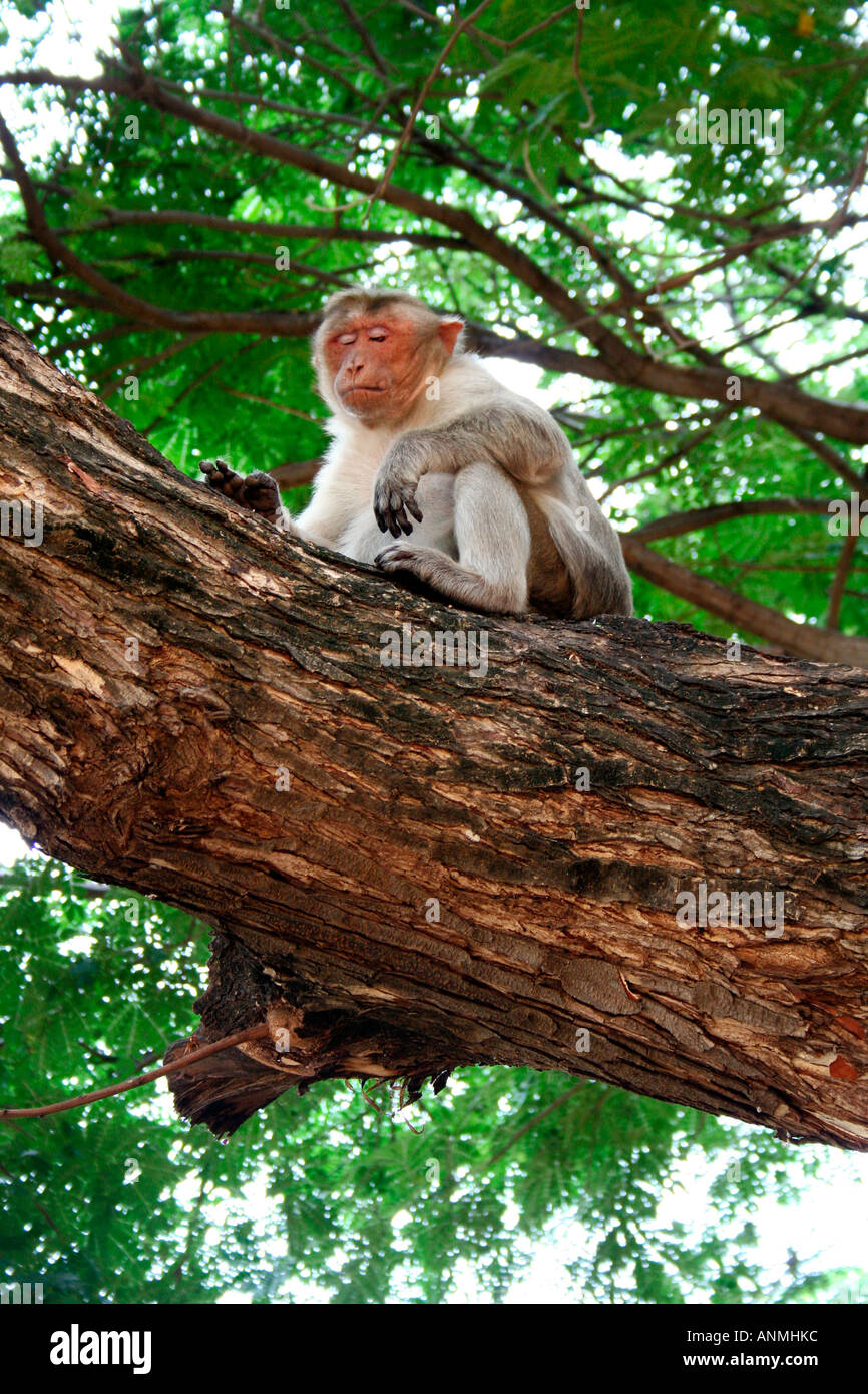 Primordial animal hi-res stock photography and images - Alamy