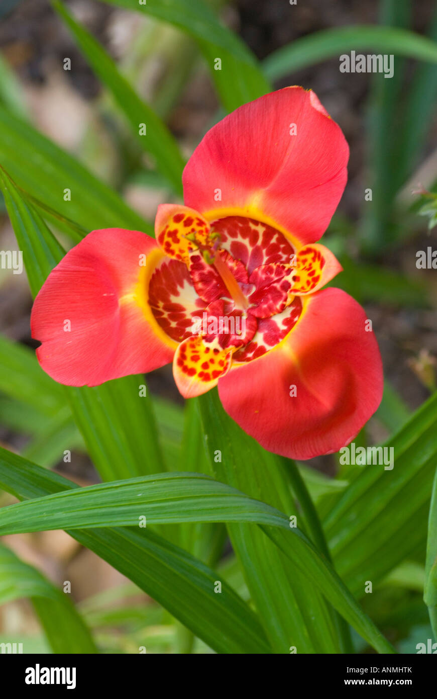 Tigridia pavonia coccinea Stock Photo - Alamy