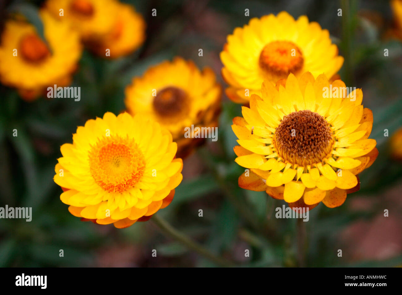 Flowers in munnar kerala hi-res stock photography and images - Alamy