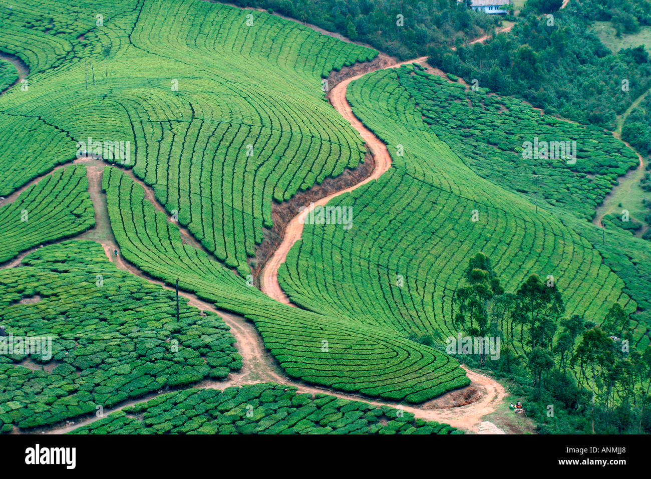 An aerial view of the tea estates on the mountain slopes of Munnar with ...