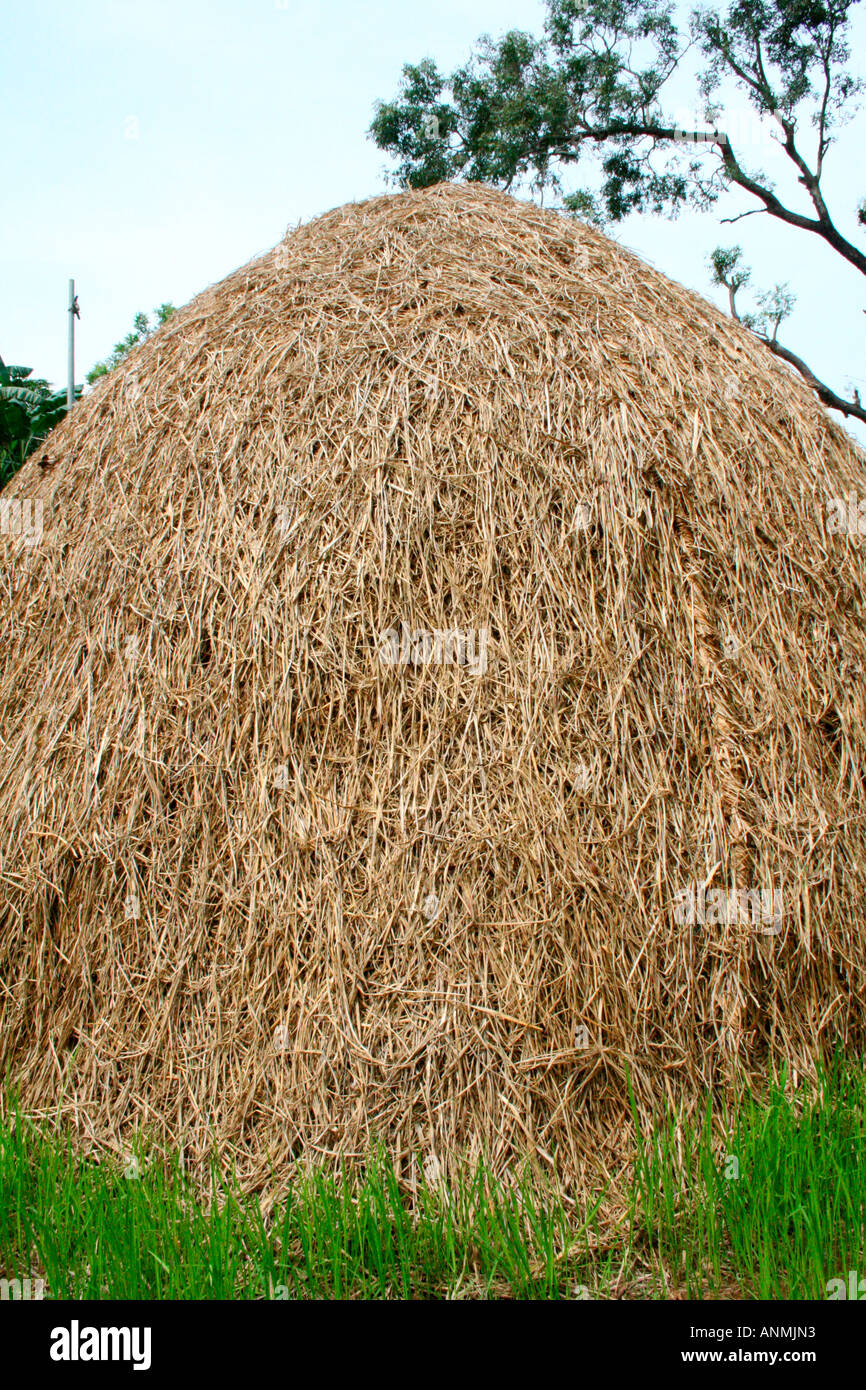 Close up of a hay stack at Nelliyampathi, Kerala Stock Photo - Alamy