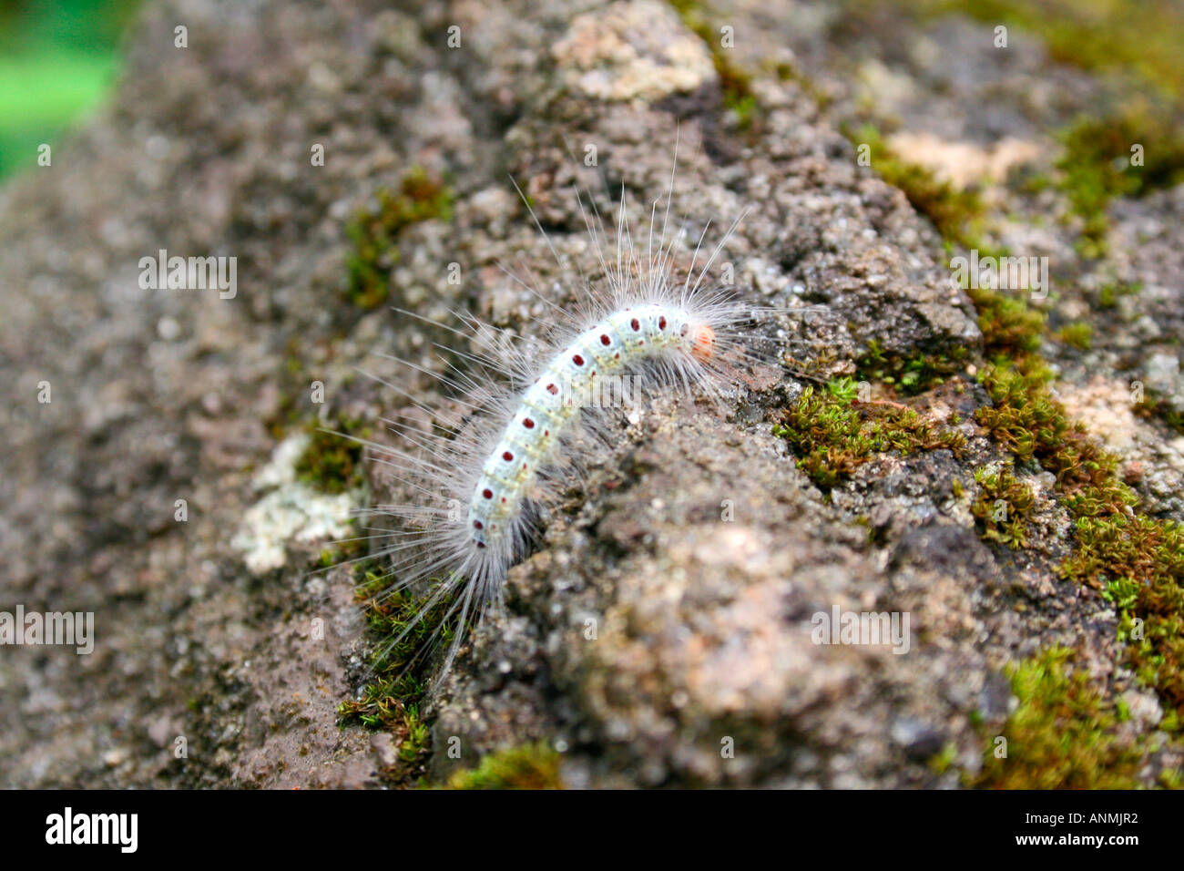 Woolly worm hi-res stock photography and images - Alamy