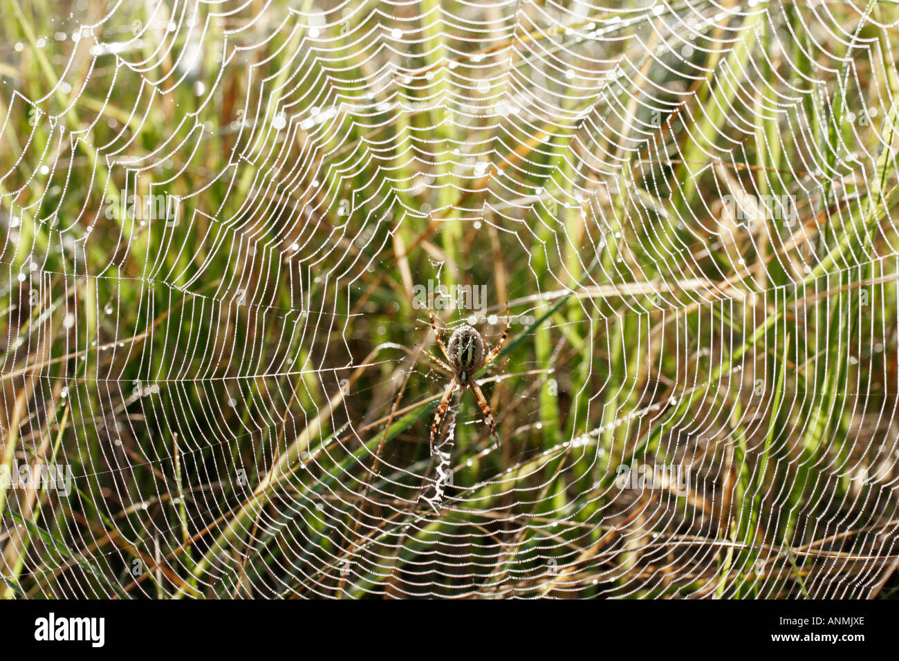 Web 6 hi-res stock photography and images - Alamy