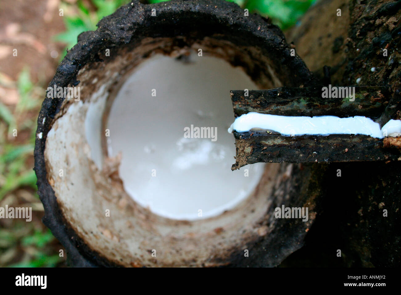 Close up view of rubber tapping at Nelliyampathy, Kerala, India Stock ...