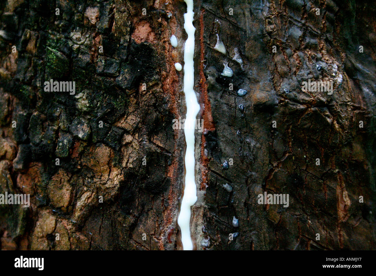 Close up view of the sap of Rubber tree oozing down its trunk at ...