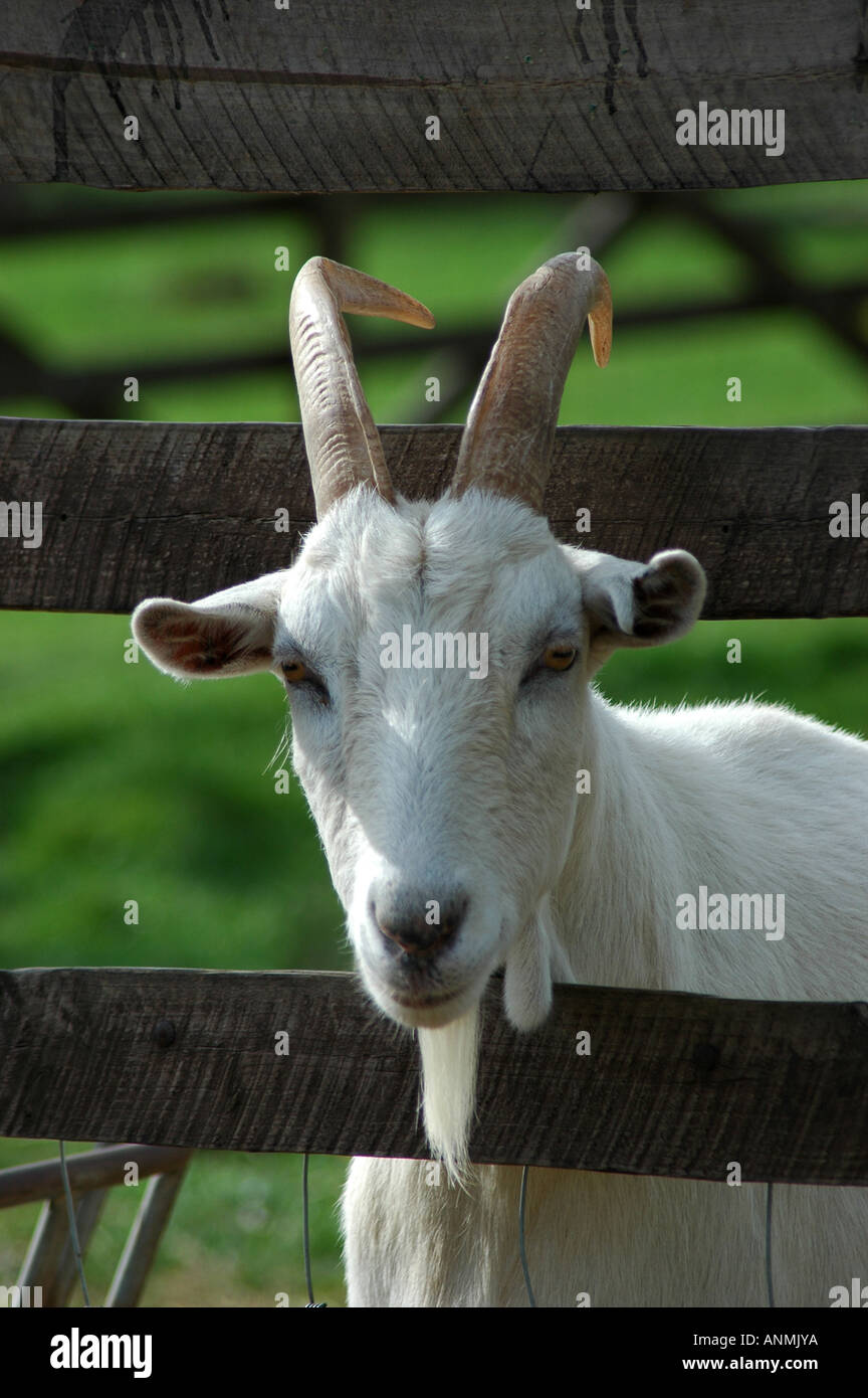 Close up of goats head at Millets farm park Oxfordshire England United ...