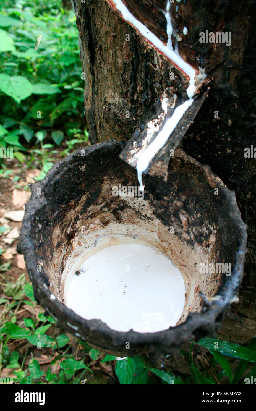 Rubber tree rubber tapping hi-res stock photography and images - Alamy