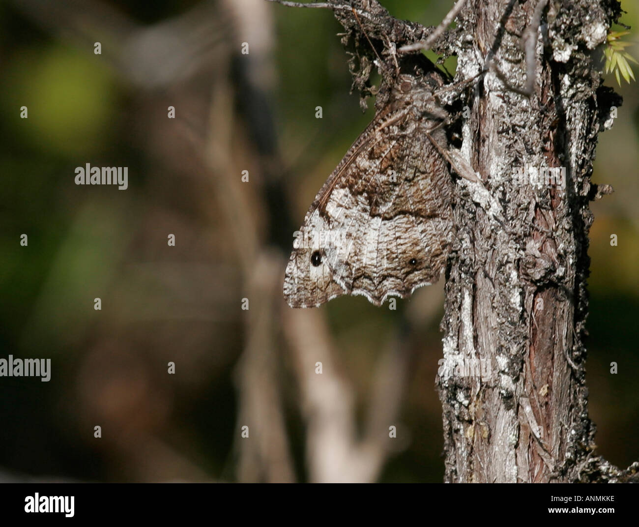 Camouflaged butterfly on a dead tree Stock Photo - Alamy