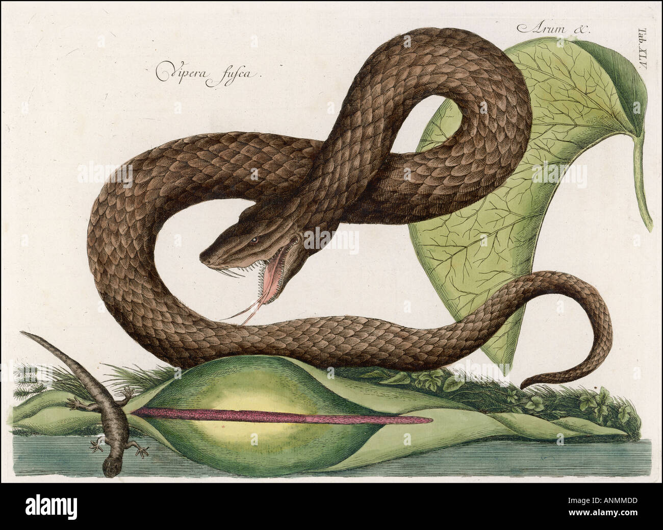 Vipera Fusca Col Stock Photo - Alamy