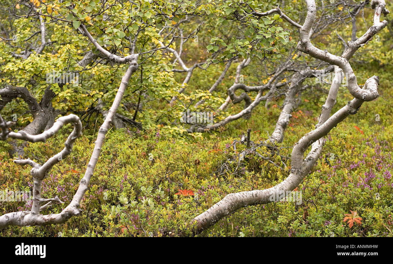 Birch forest Hljodaklettar Jokulsargljufur National Park Iceland Stock ...