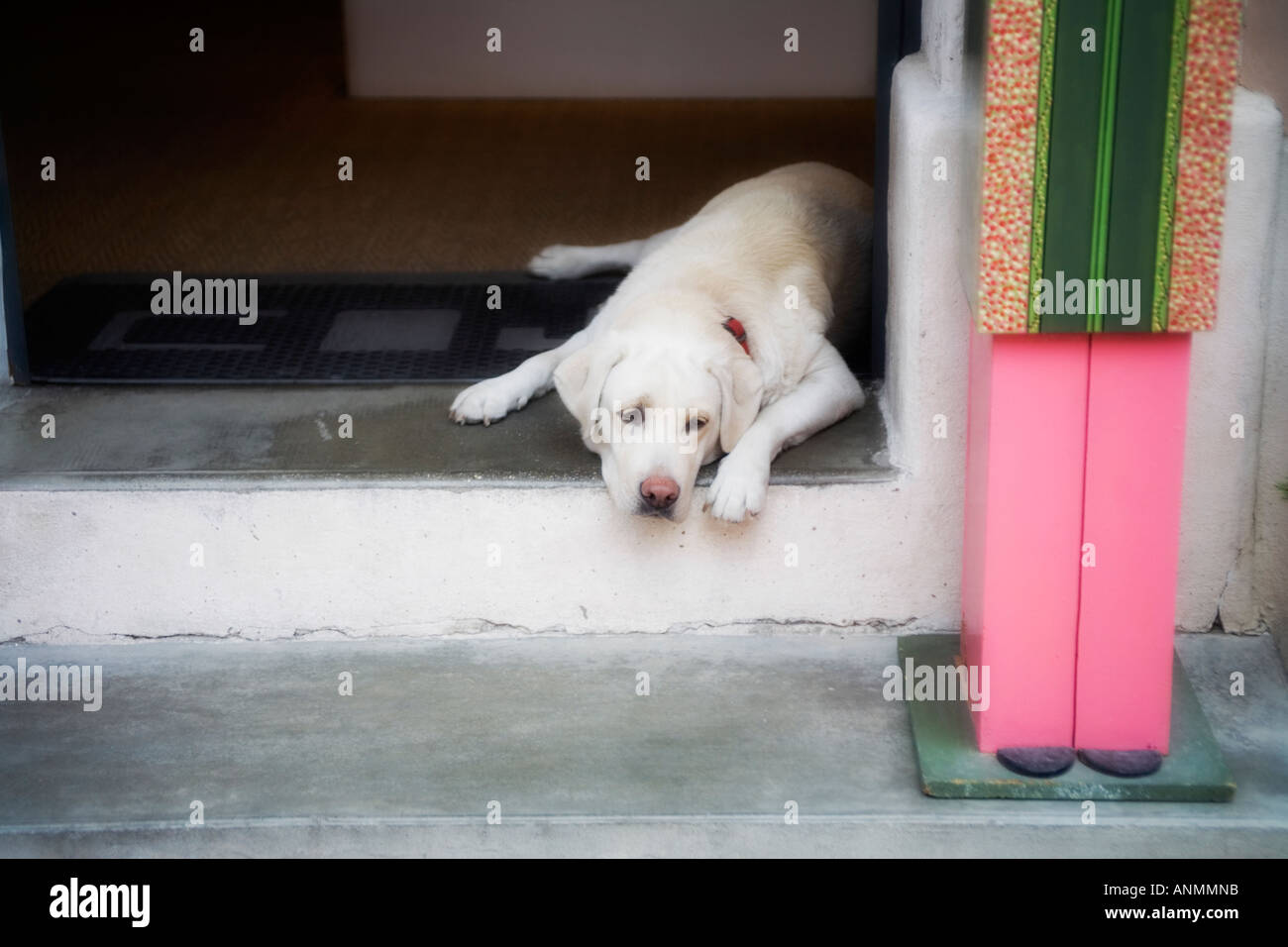 Bored Labrador dog Stock Photo - Alamy