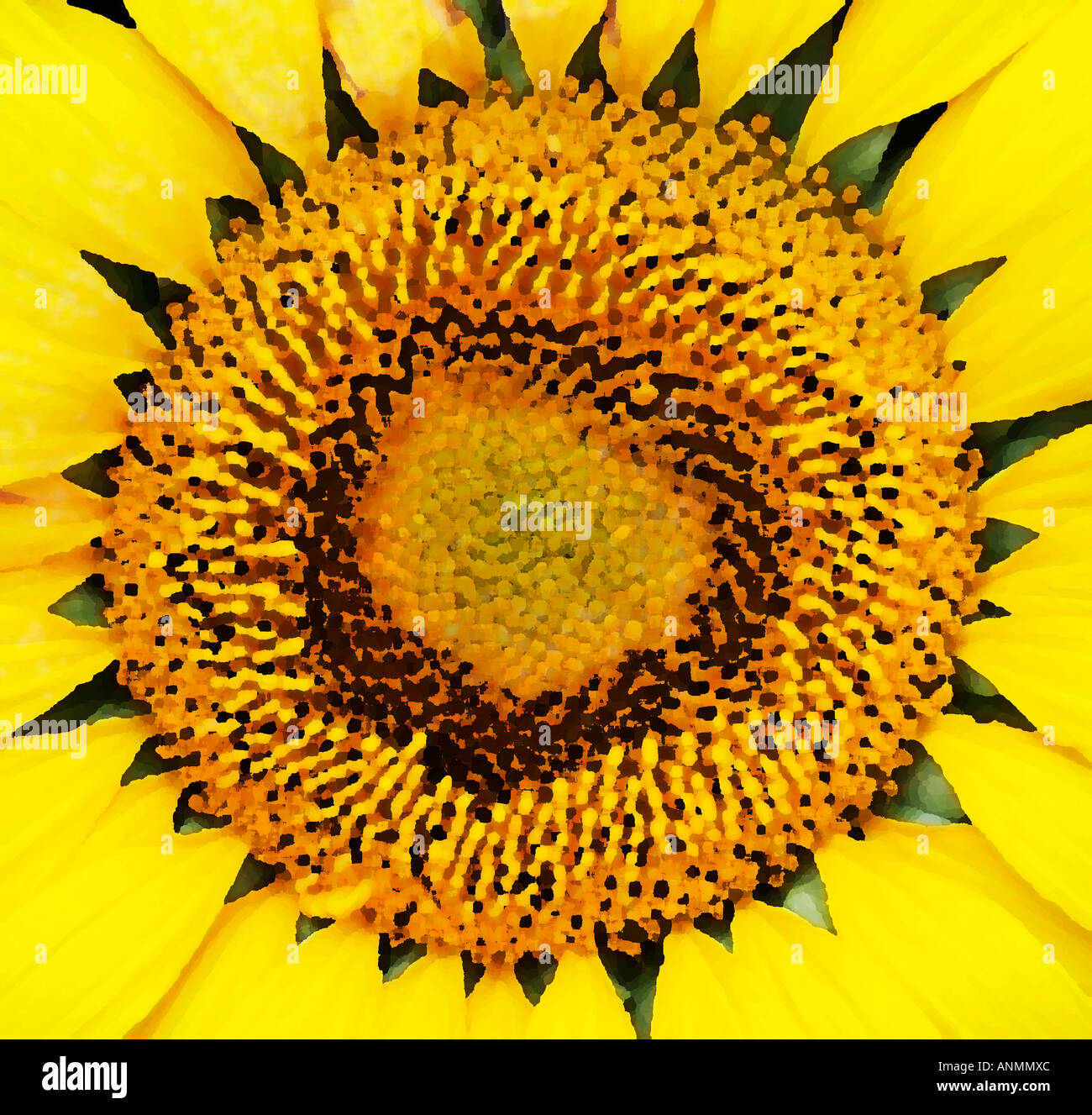 Sunflower head and seeds hi-res stock photography and images - Alamy
