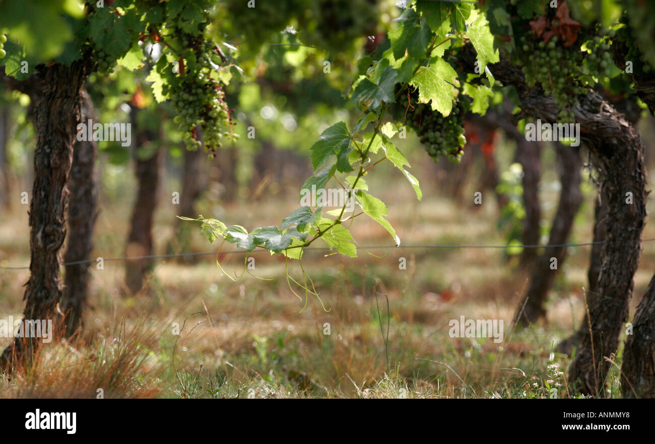 View through vines, France Stock Photo - Alamy