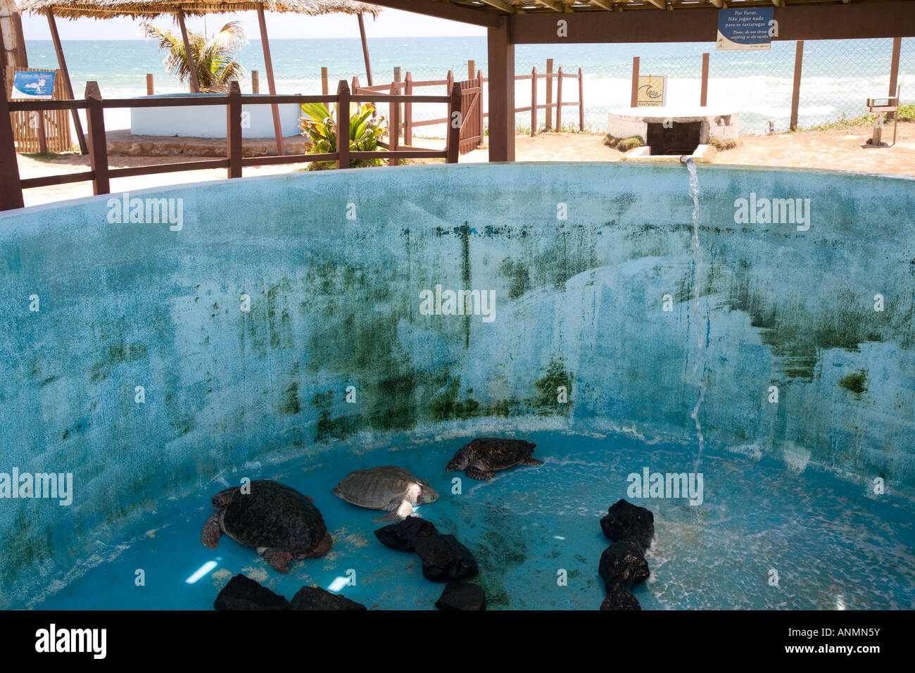 Projeto Tamar High Resolution Stock Photography and Images - Alamy