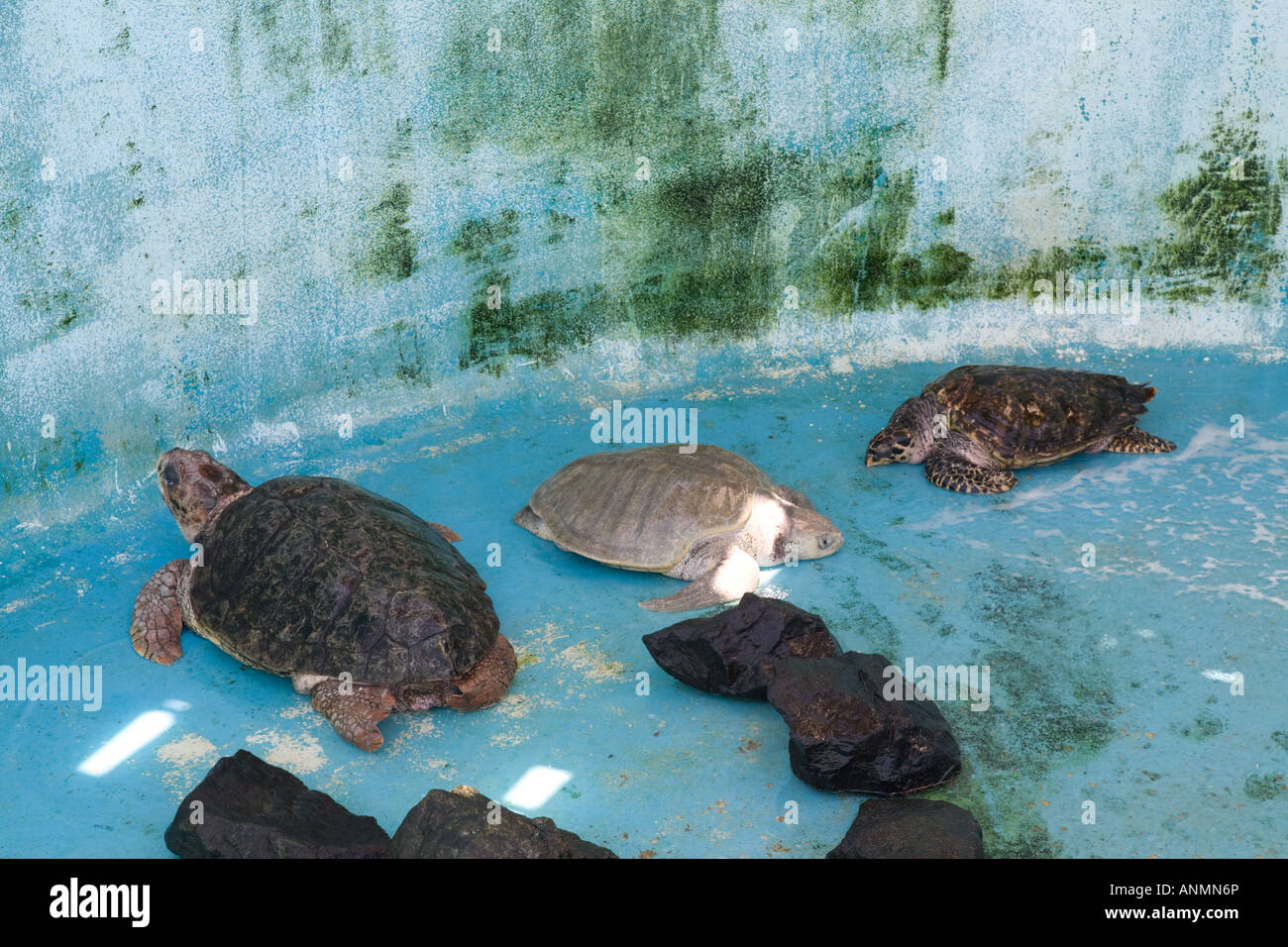 Projeto Tamar Ibama, Tamar Turtle Protection Project, Arembepe ...