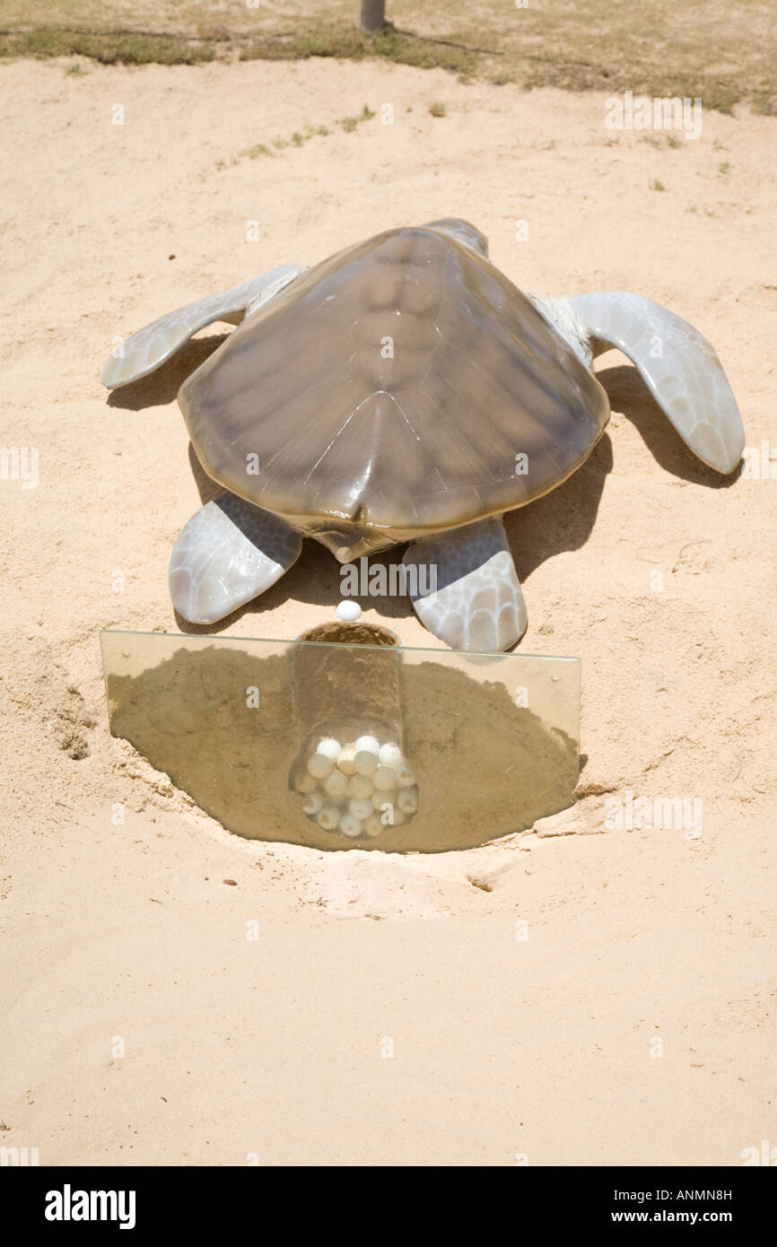 Projeto Tamar Ibama, Tamar Turtle Protection Project, Arembepe ...