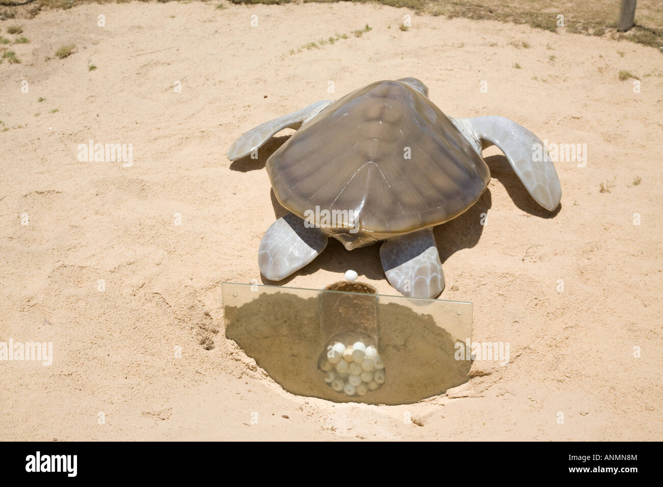 Projeto Tamar Ibama, Tamar Turtle Protection Project, Arembepe ...