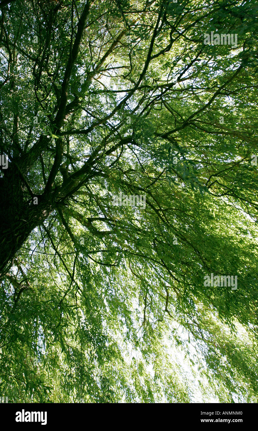 Tree looking up hi-res stock photography and images - Alamy